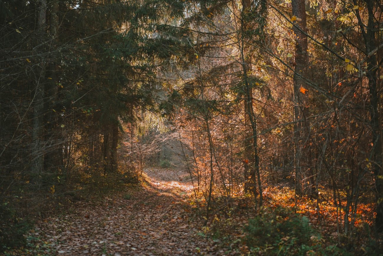 est Hiking Trails in Alberta: Complete 2026 Guide